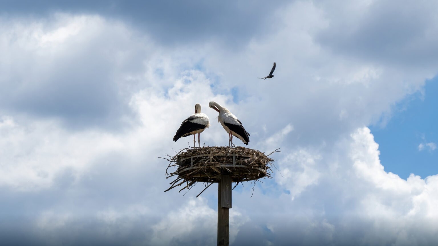 INWIT towers for biodiversity – INWIT